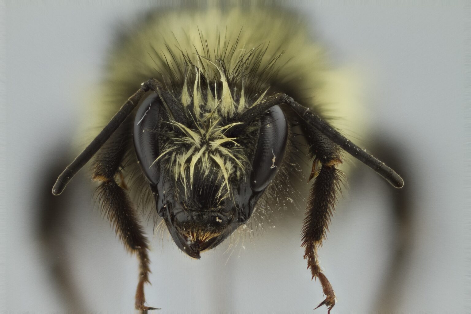 About the TBC – Tucson Bee Collaborative