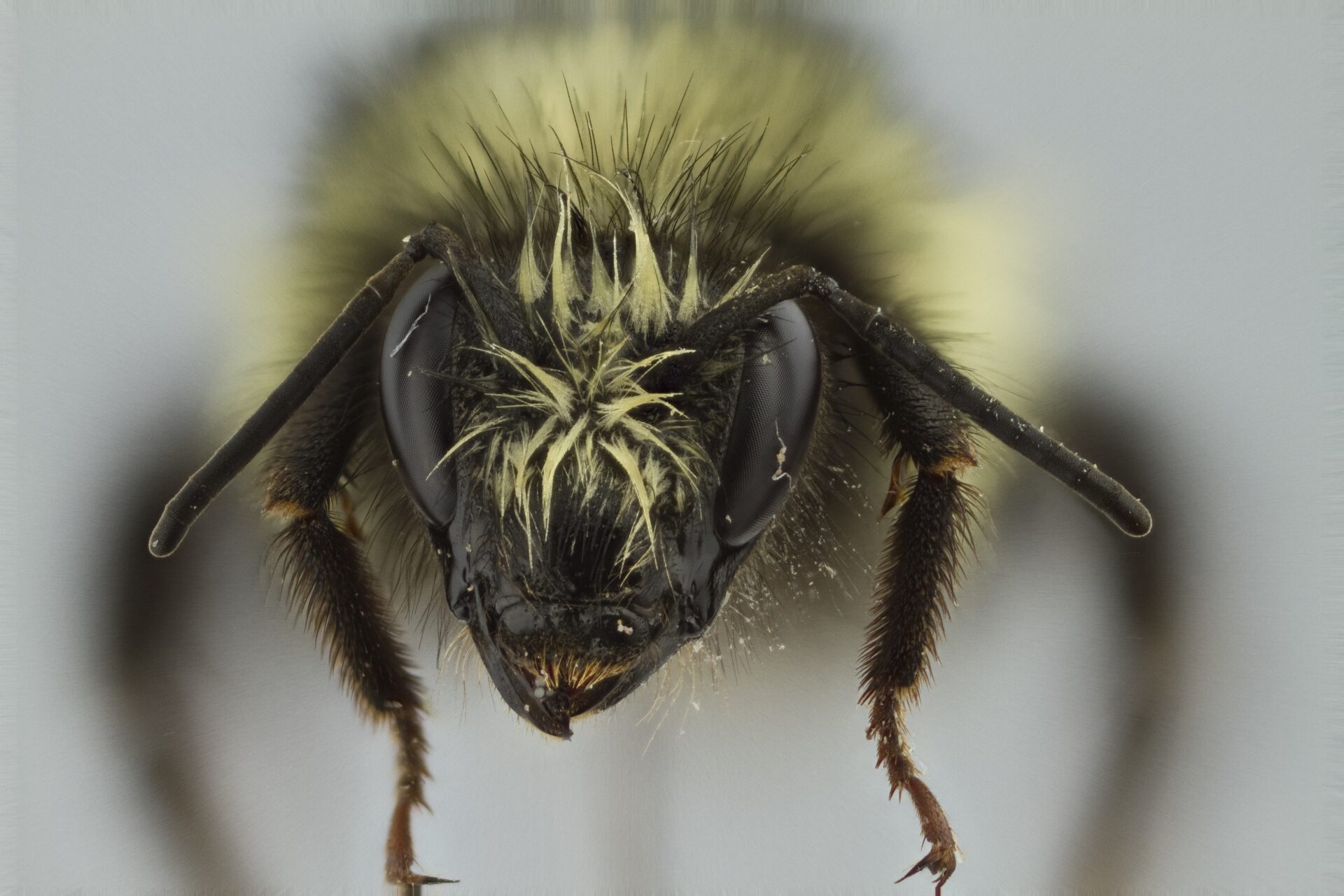 About the TBC – Tucson Bee Collaborative