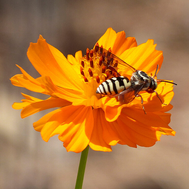 Tucson Bee Collaborative