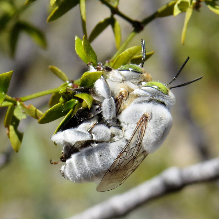 Tucson Bee Collaborative
