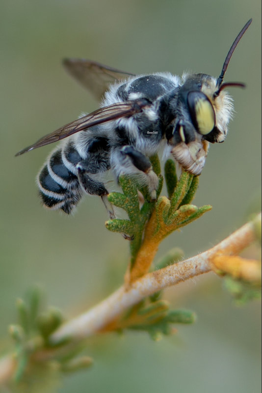 Bee Still Photography – Tucson Bee Collaborative