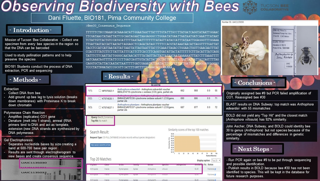 Dani Fluette – Tucson Bee Collaborative
