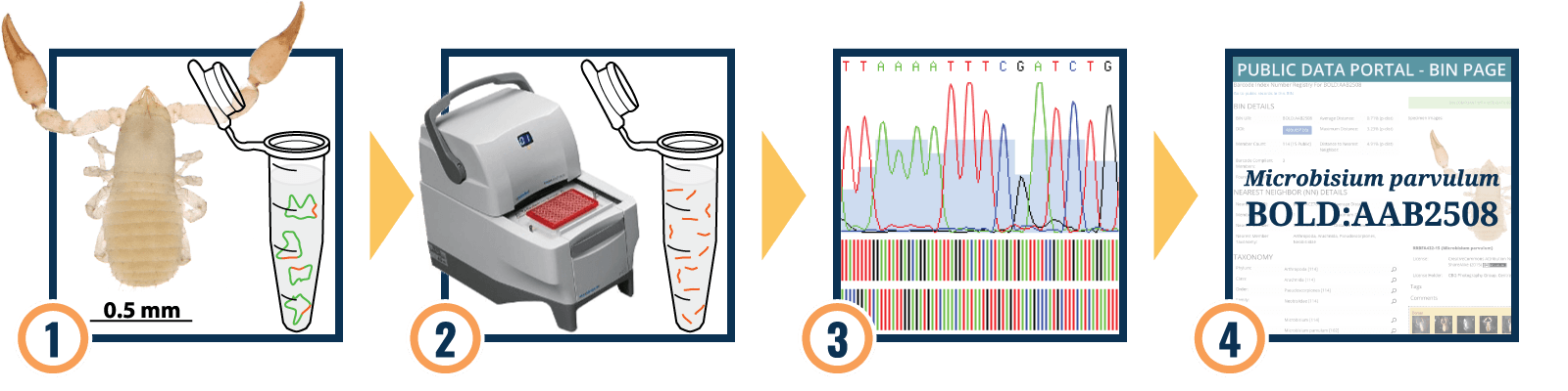 PCC DNA Barcoding – Tucson Bee Collaborative